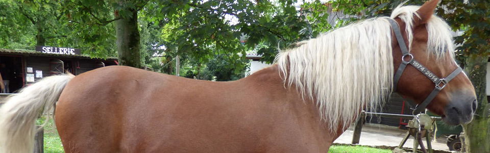 Les Chevaux - Poney Club de Ozouer-le-Voulgi -Seine-et-Marne - 77